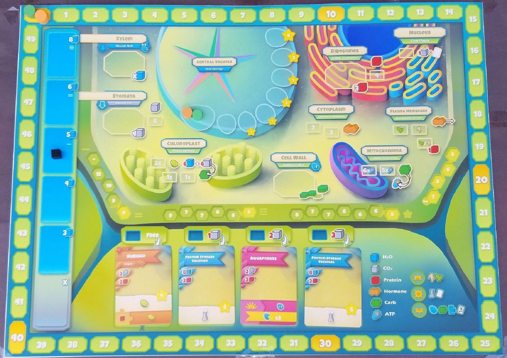 Cellulose: A Plant Cell Biology Game Review – Meeple Mountain