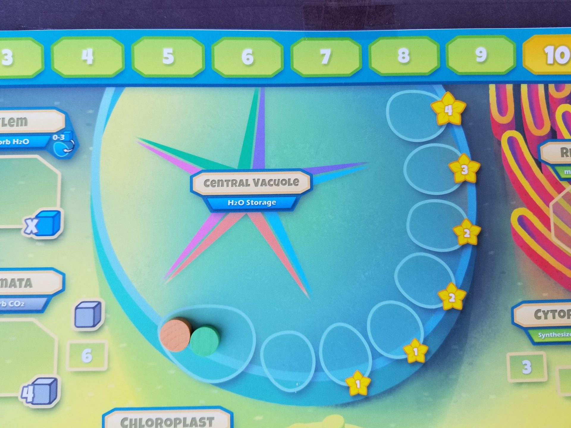 Cellulose: A Plant Cell Biology Game Review – Meeple Mountain