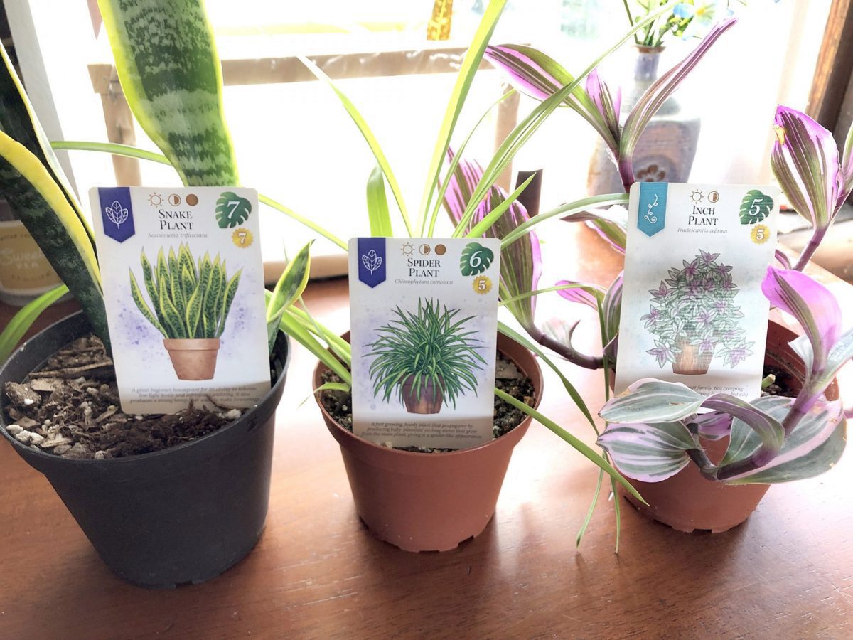 Verdant Game Review – Meeple Mountain