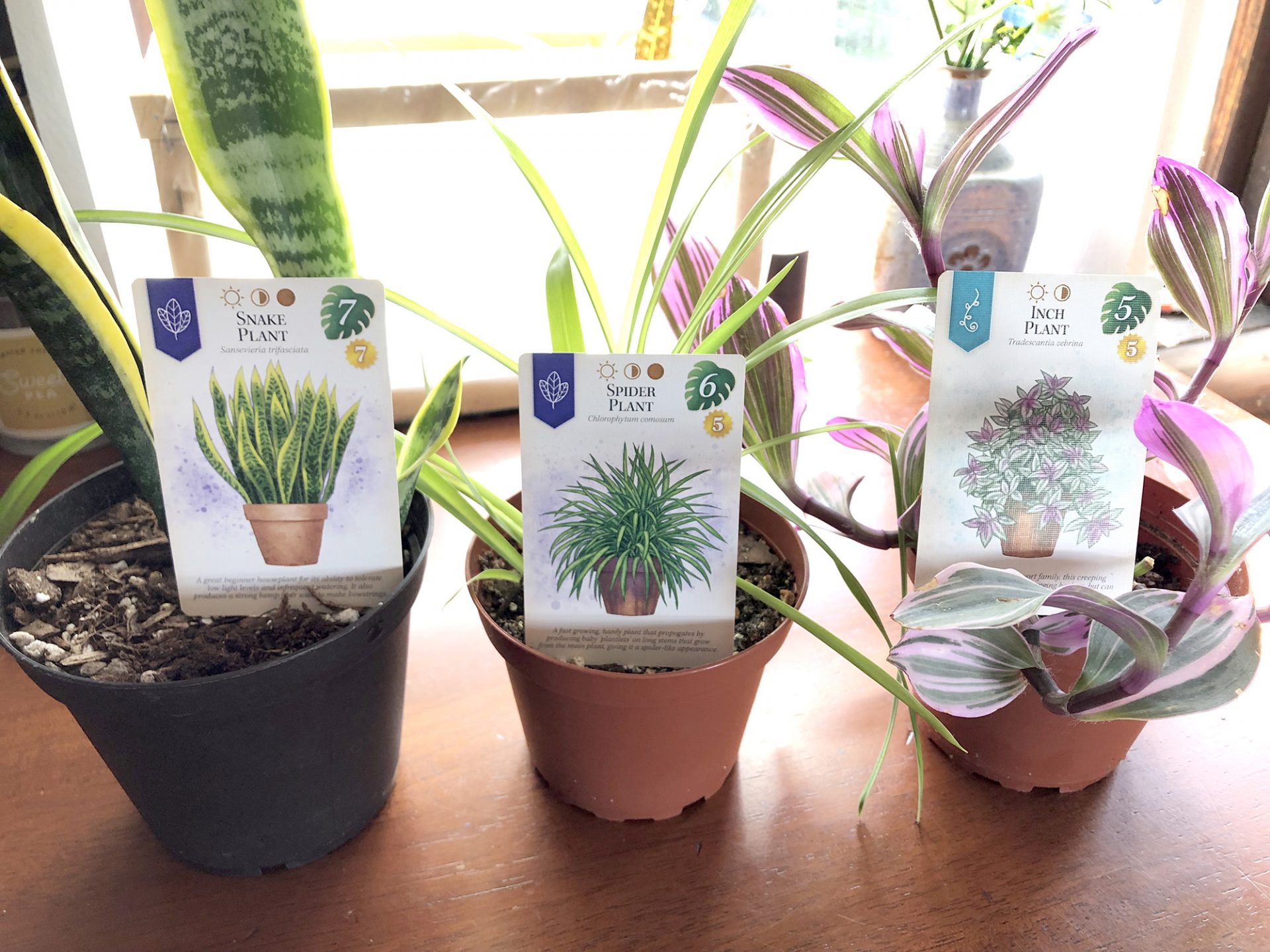 Verdant Game Review – Meeple Mountain