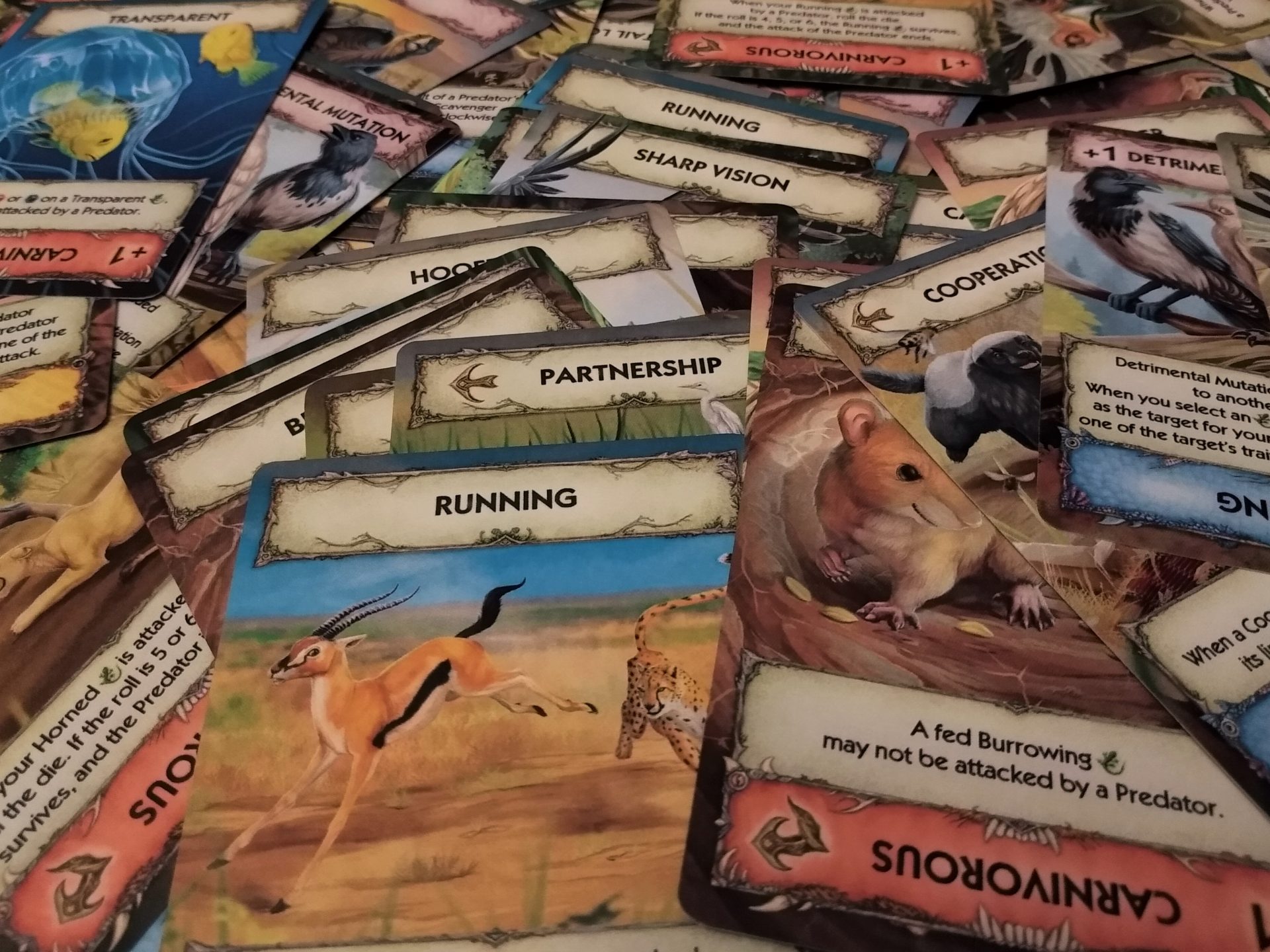Evolution: New World Game Review – Meeple Mountain