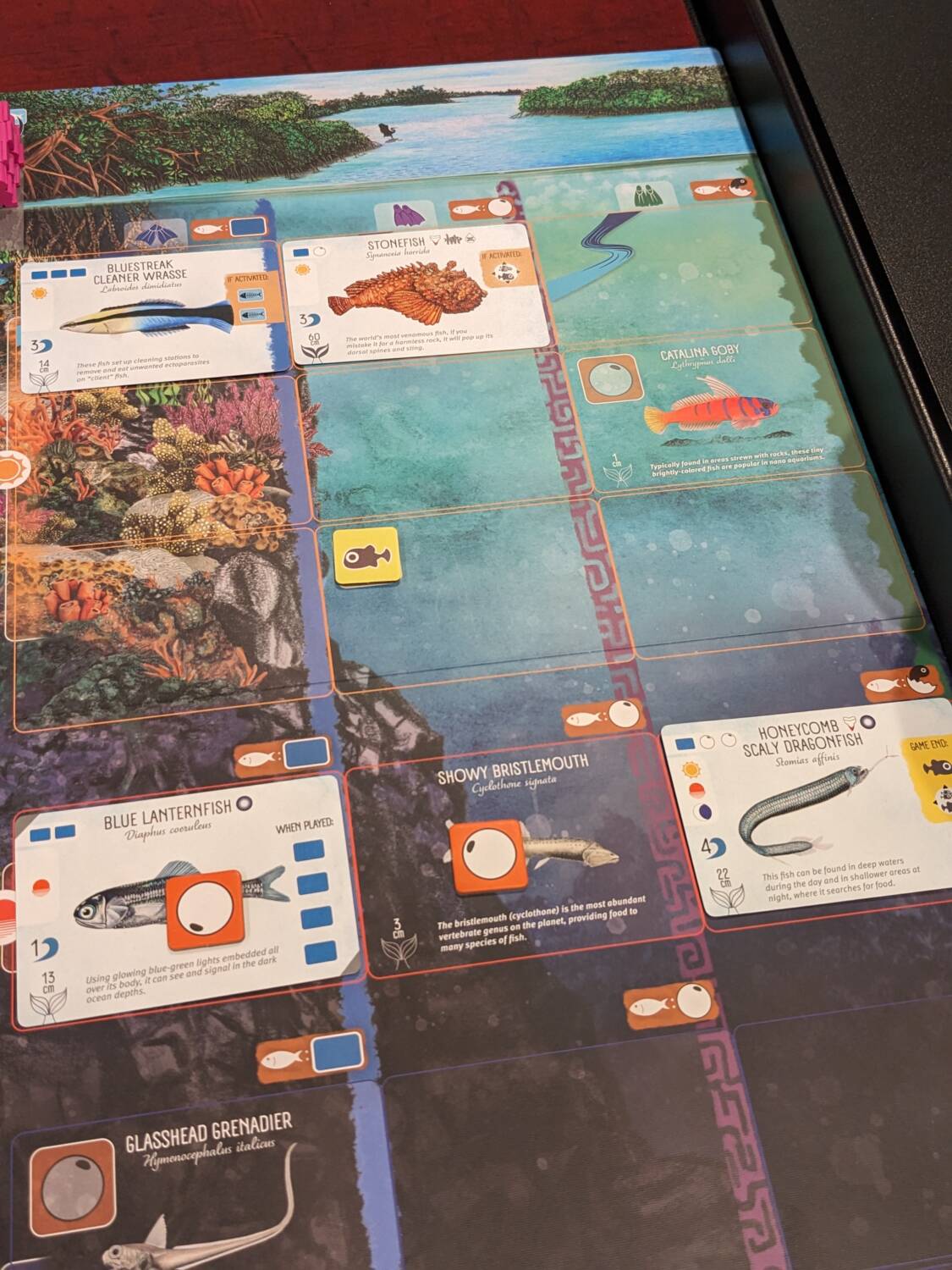 Finspan Game Review – Meeple Mountain